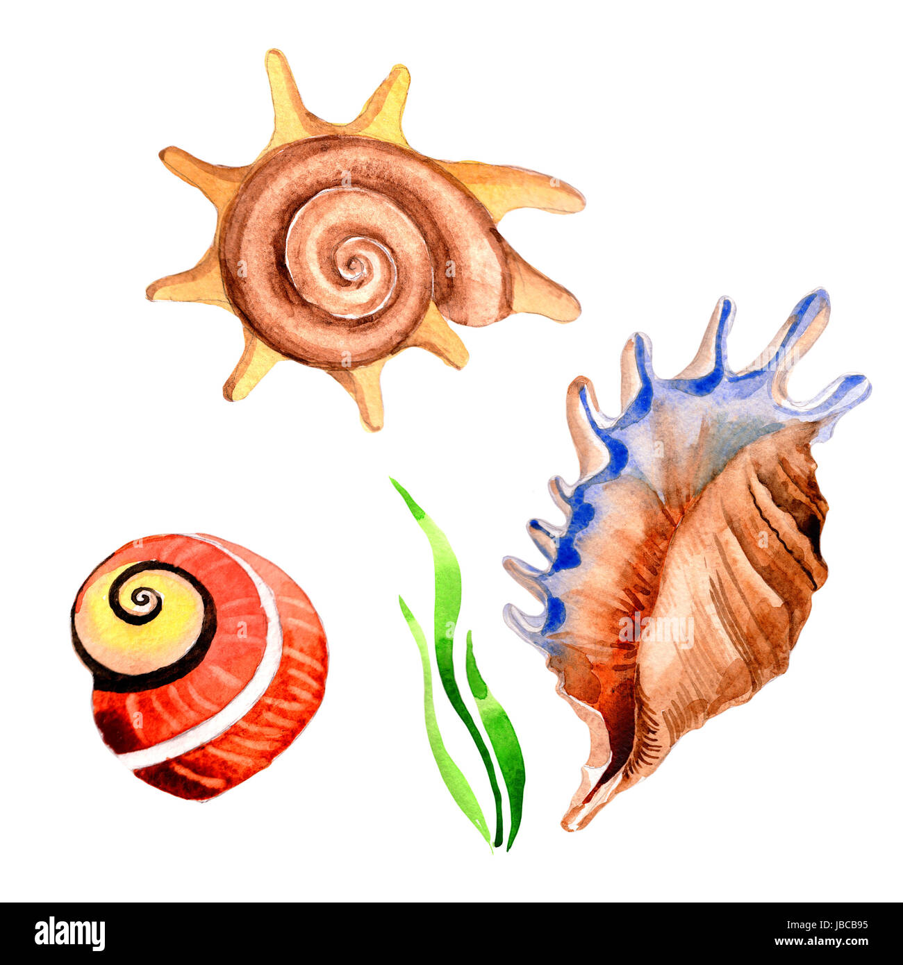Watercolor summer beach seashell tropical elements. Underwater ...