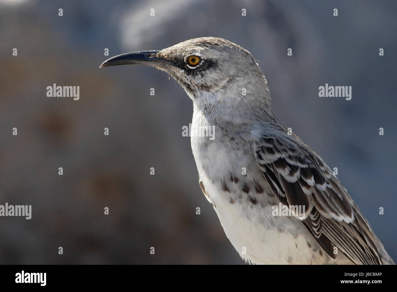 Hood mockingbird (Mimus macdonaldi) portrait, Punta Suarez, Espanola ...