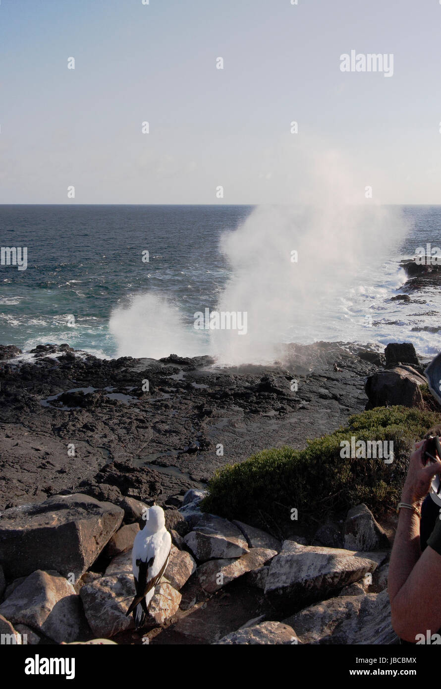 Punta Suarez landscape, Espanola, Galapagos Islands, Ecuador Stock ...