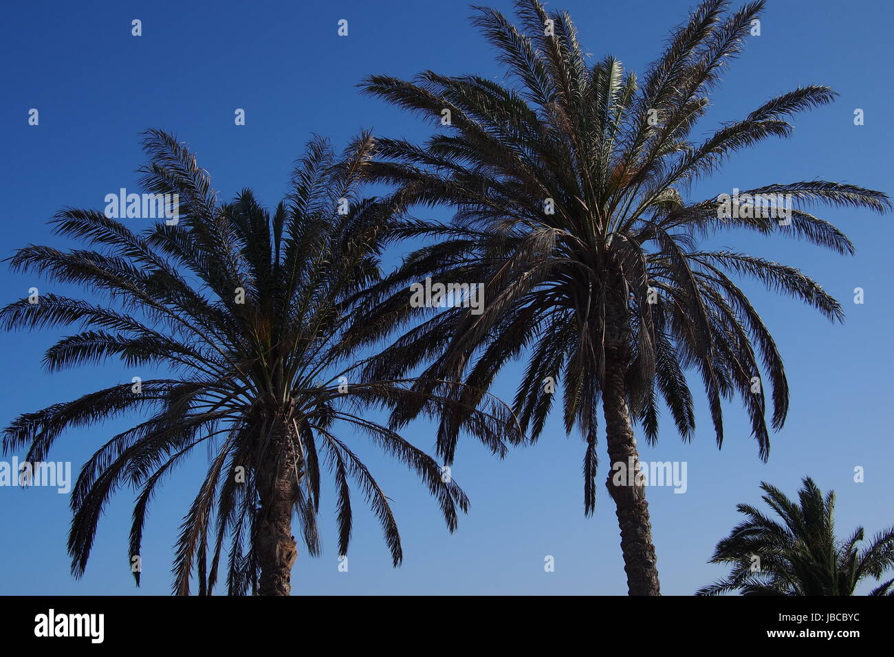 Two long and tall palm trees Stock Photo - Alamy