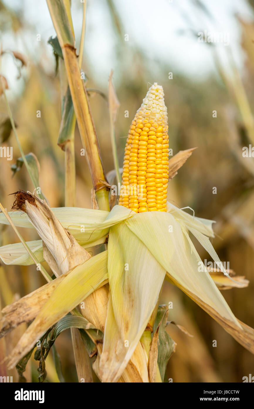 Mais produkt hi-res stock photography and images - Alamy
