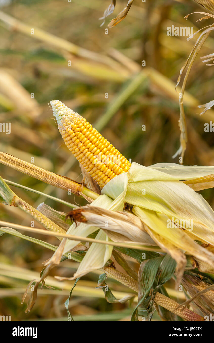 Getreide im hintergrund hi-res stock photography and images - Alamy