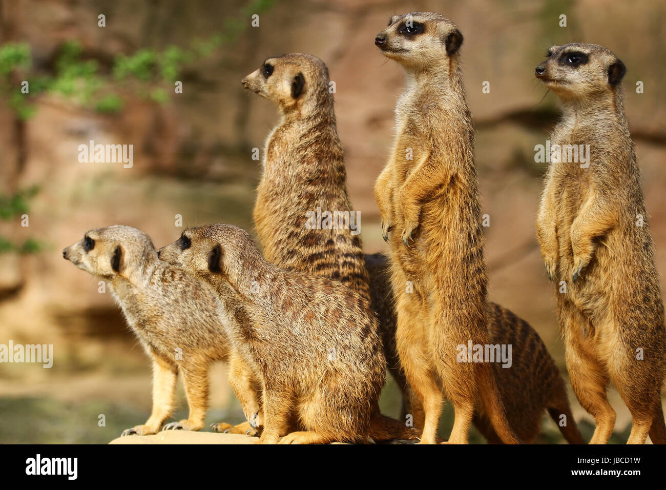 Meerkat claws close hi-res stock photography and images - Alamy