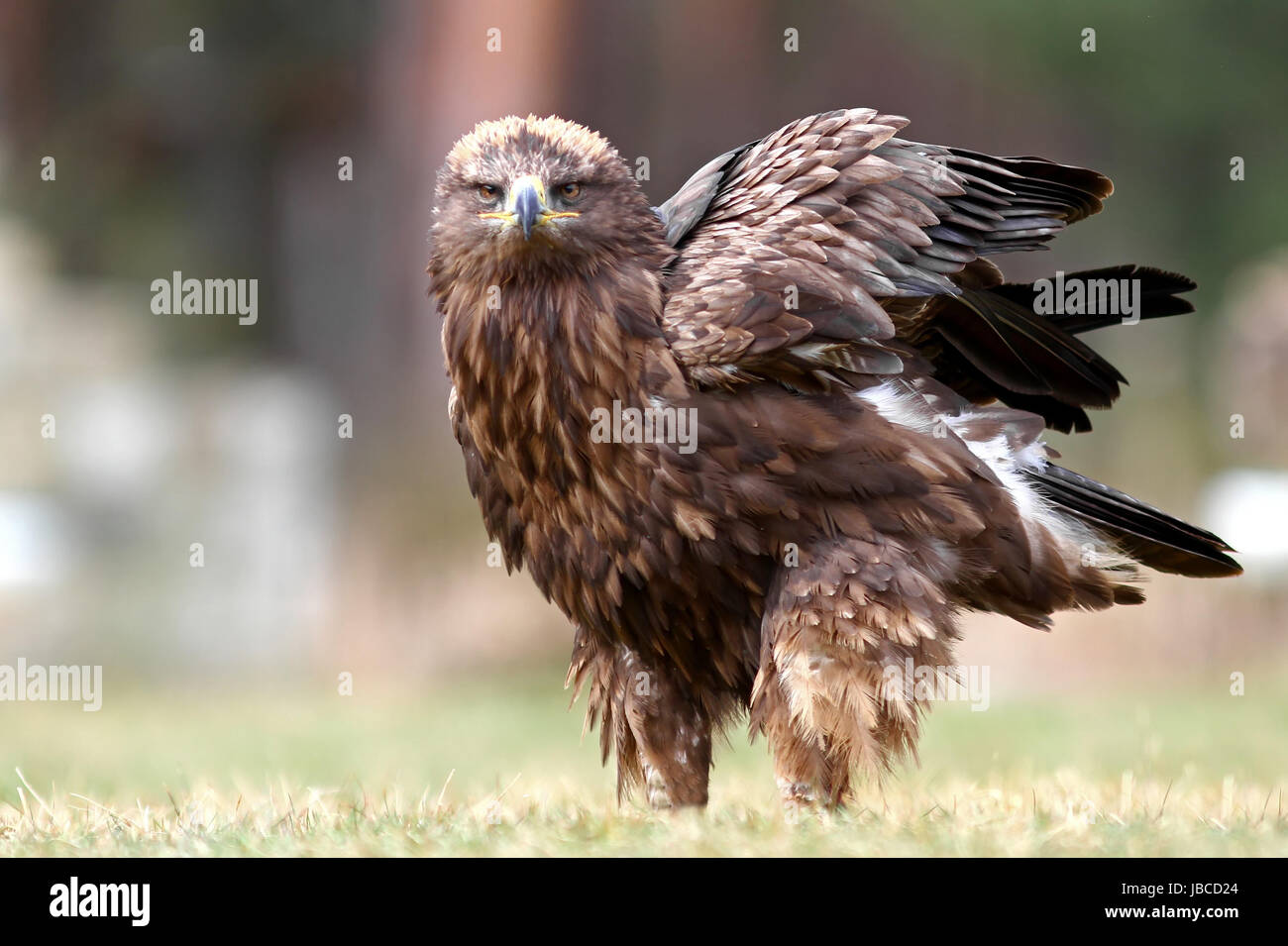 raptor birds of prey Stock Photo - Alamy