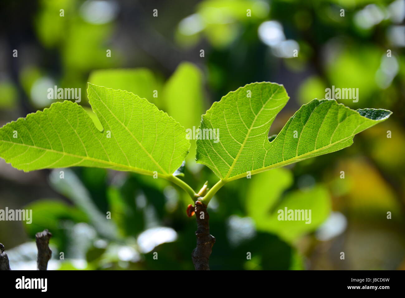 fig fig tree Stock Photo - Alamy