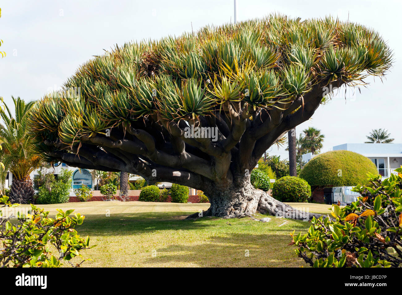 Big tree in San Diego Stock Photo - Alamy