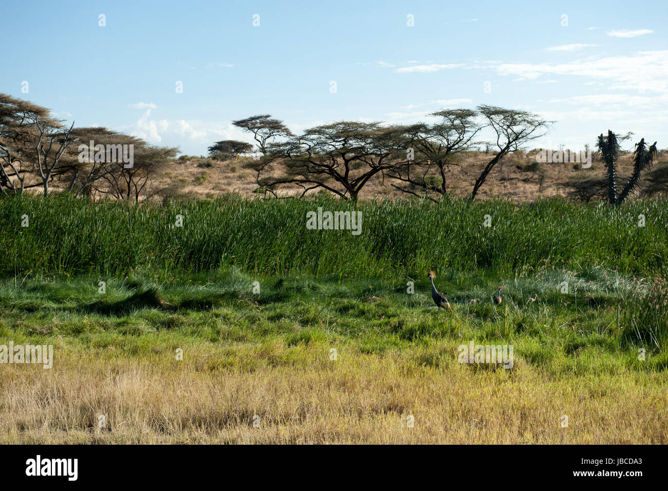 Kronenkranich kenya hi-res stock photography and images - Alamy
