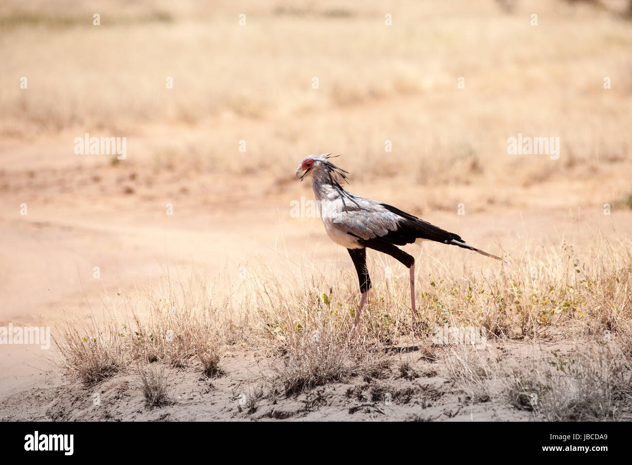 secretarybird in the savannah in search of food Stock Photo - Alamy