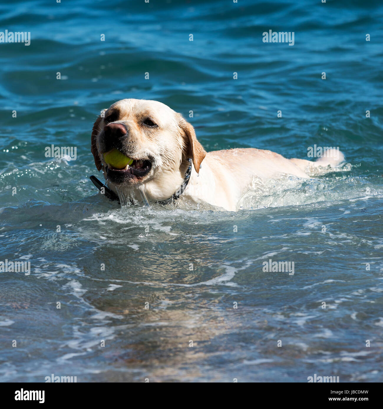 Yellow Labrador Retriever playing in the sea Stock Photo - Alamy