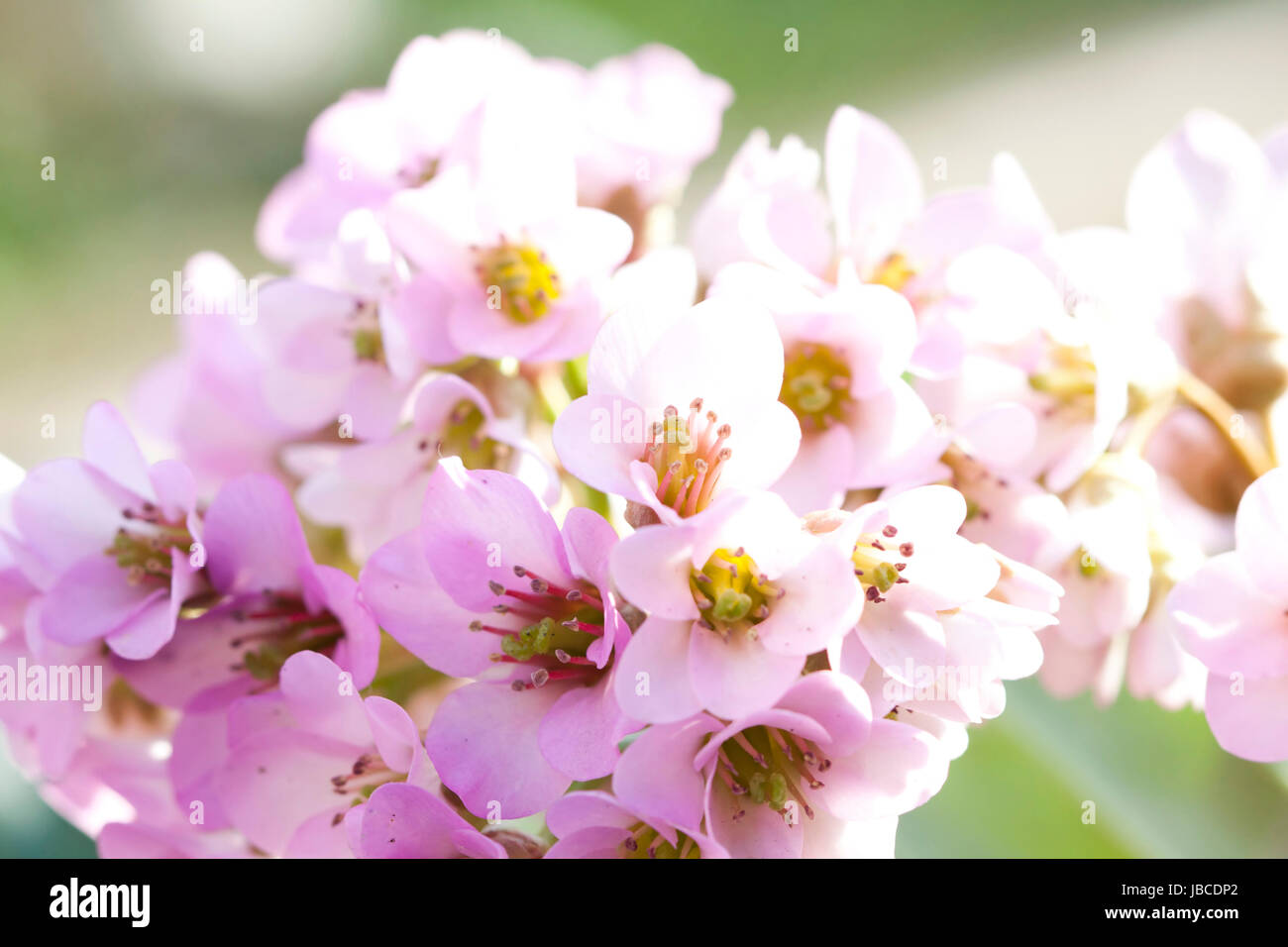 Beautiful pink spring flower blossom Stock Photo - Alamy