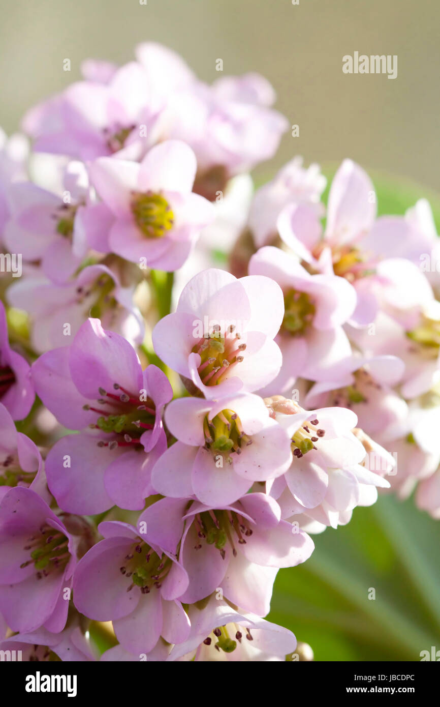Beautiful pink spring flower blossom Stock Photo - Alamy