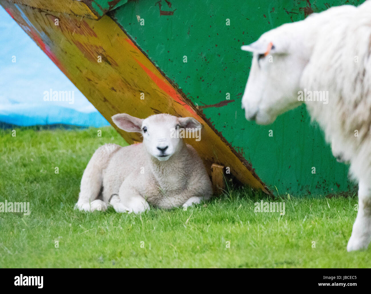 Sheep seeking shelter from the rain beneath a rubbish collection skip ...