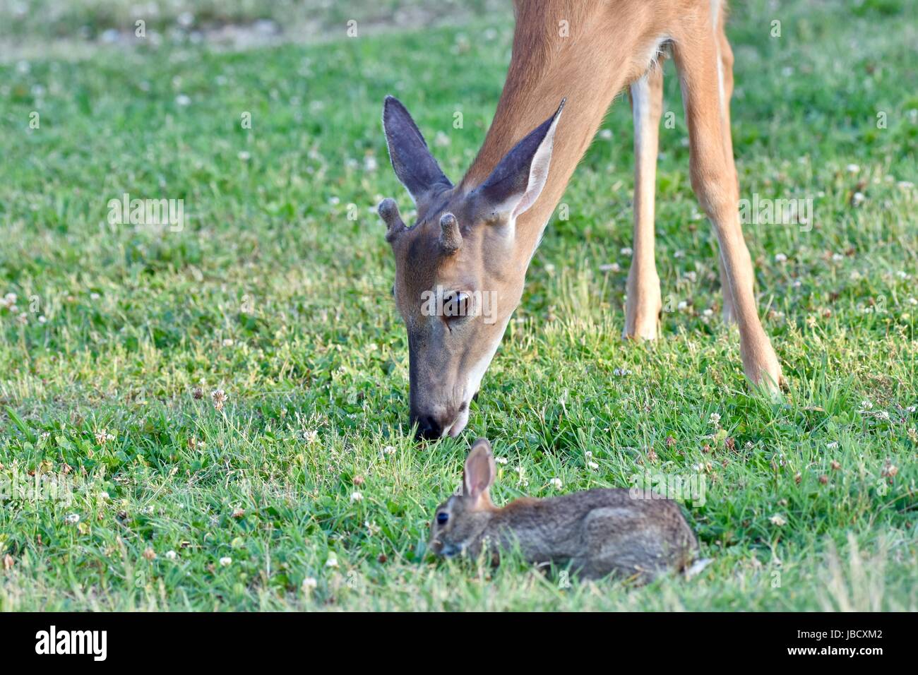 A young white-tailed deer and young eastern cottontail rabbit grazing ...