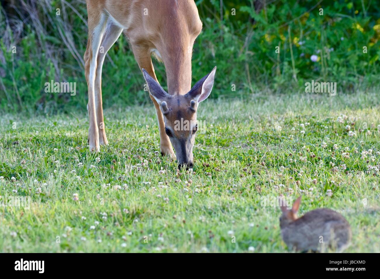 A young white-tailed deer and young eastern cottontail rabbit grazing ...