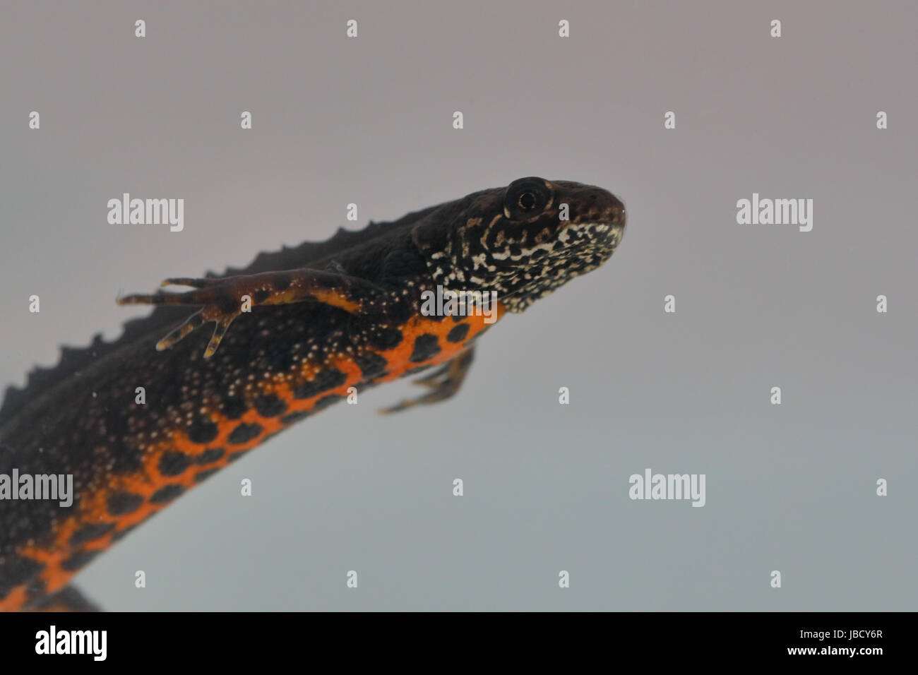 Danube crested newt (Triturus dobrogicus Stock Photo - Alamy