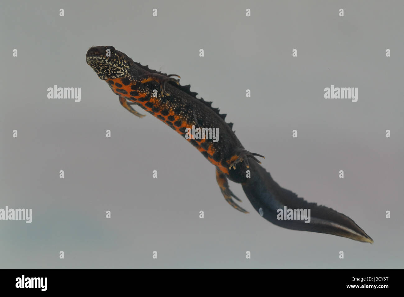 Danube crested newt (Triturus dobrogicus Stock Photo - Alamy