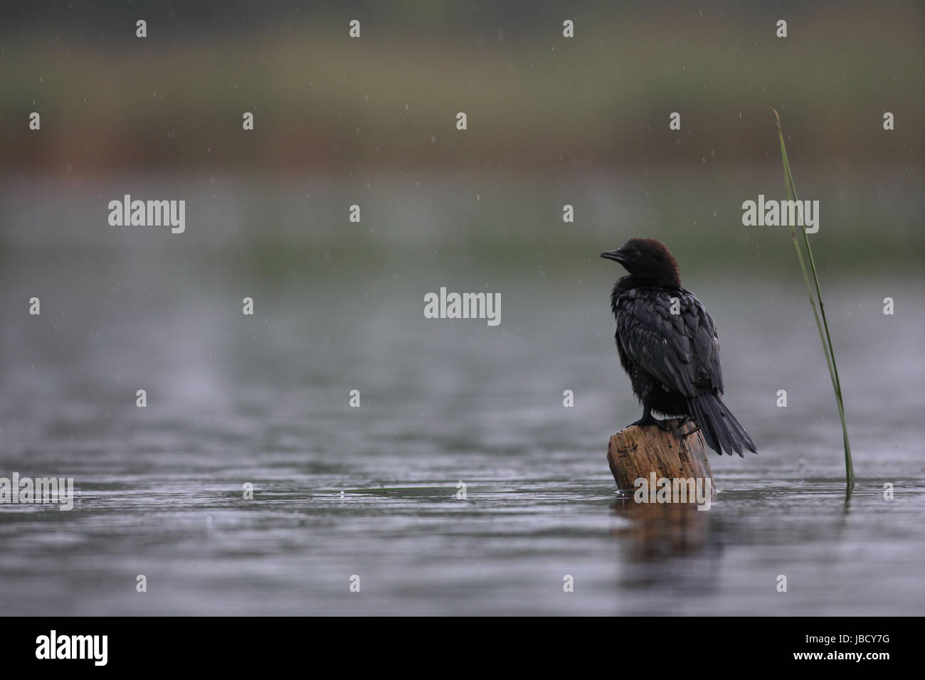 Pygmy cormorant (Microcarbo pygmeus) in the Danube River Delta in ...