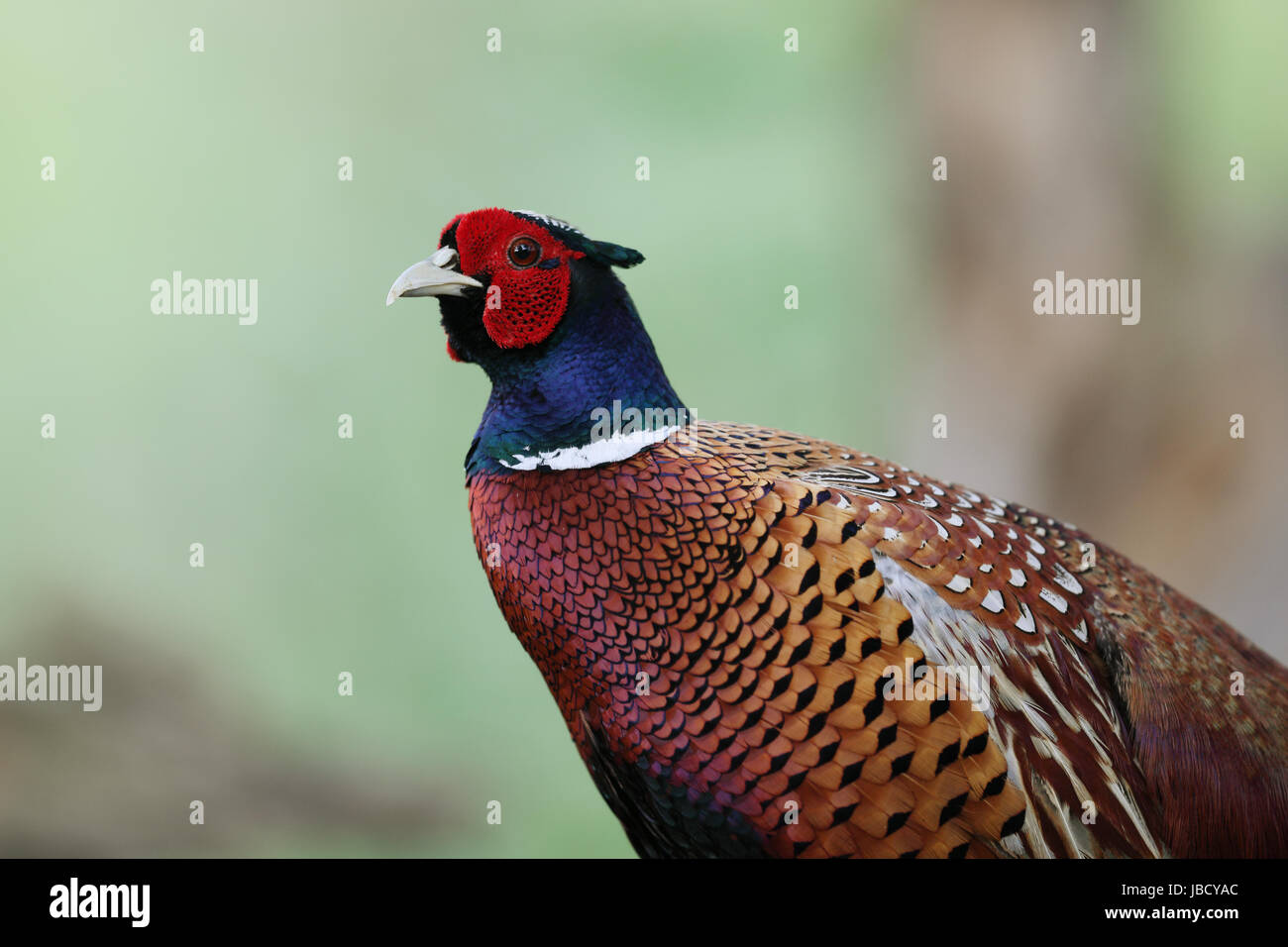Common Pheasant (Phasianus colchicus) closeup Stock Photo - Alamy