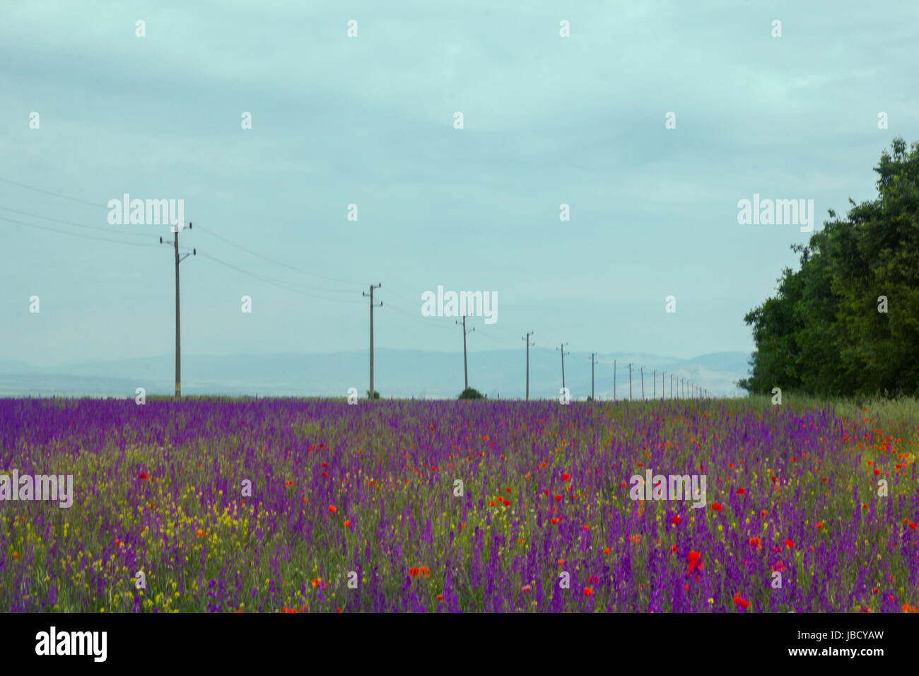 Blue lavender and red poppy flowers on a farm field Stock Photo - Alamy