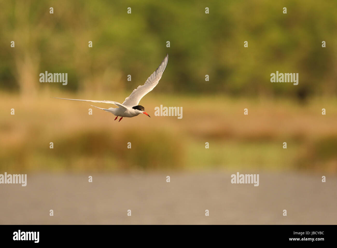 Danube river animals hi-res stock photography and images - Alamy