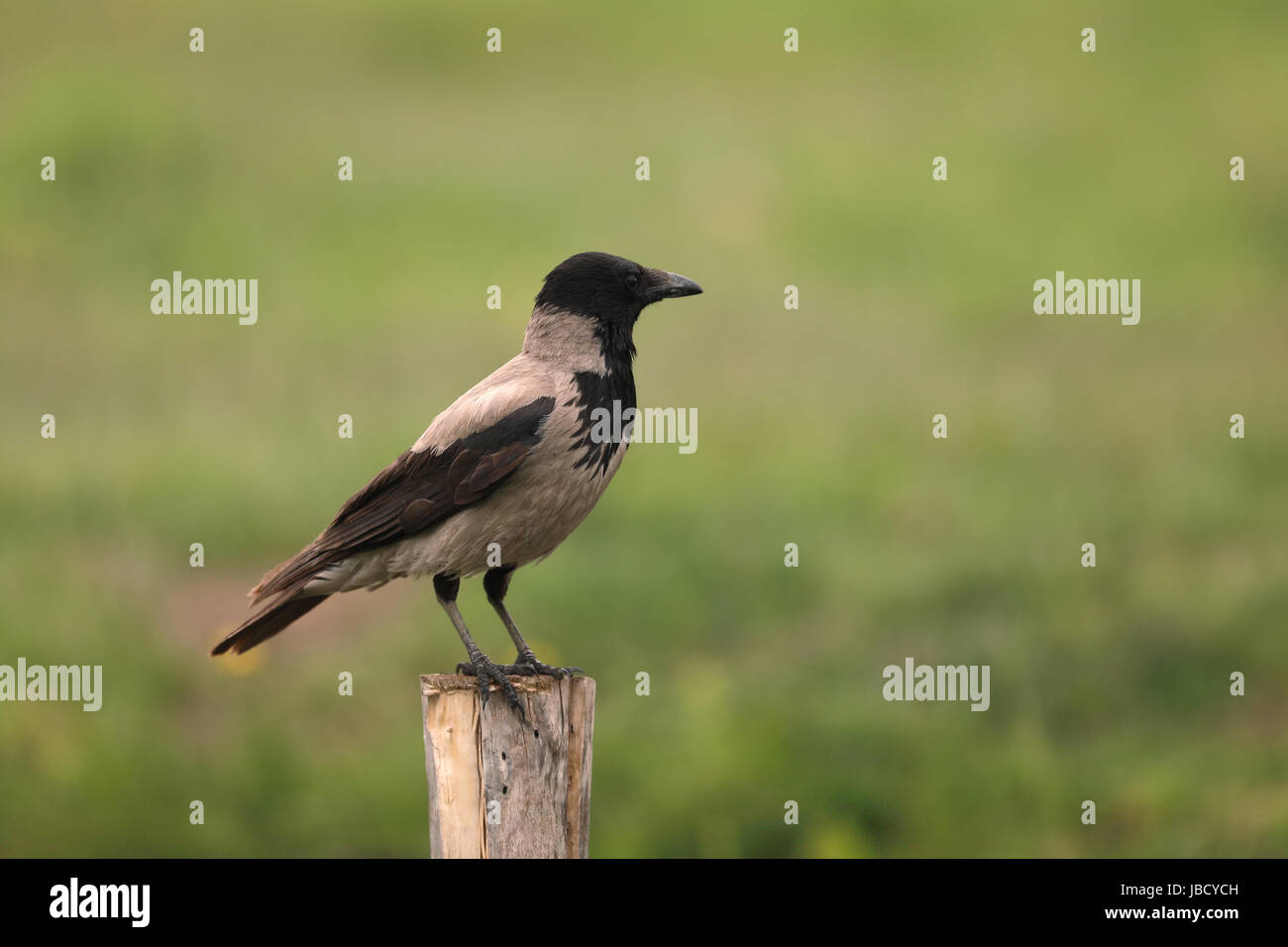 Hooded crow (Corvus coring), Danube river delta, Romania, May 2017 ...