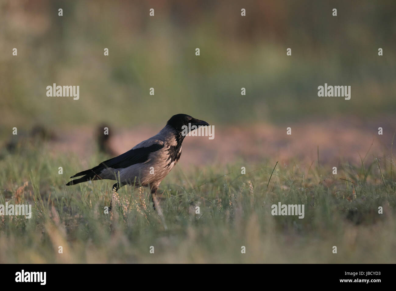 Hooded crow (Corvus coring), Danube river delta, Romania, May 2017 ...