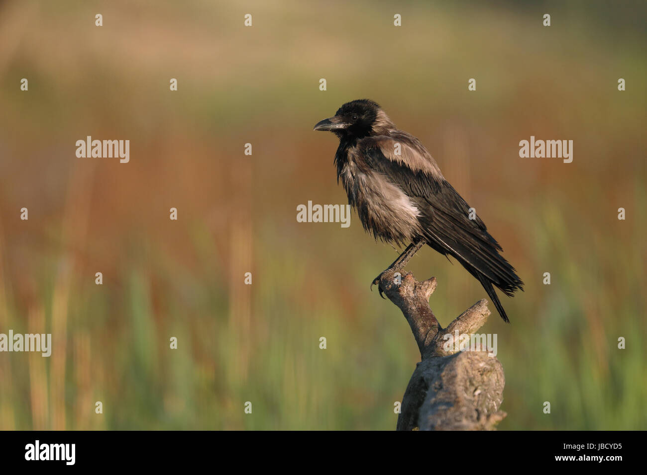 Hooded crow (Corvus coring), Danube river delta, Romania, May 2017 ...