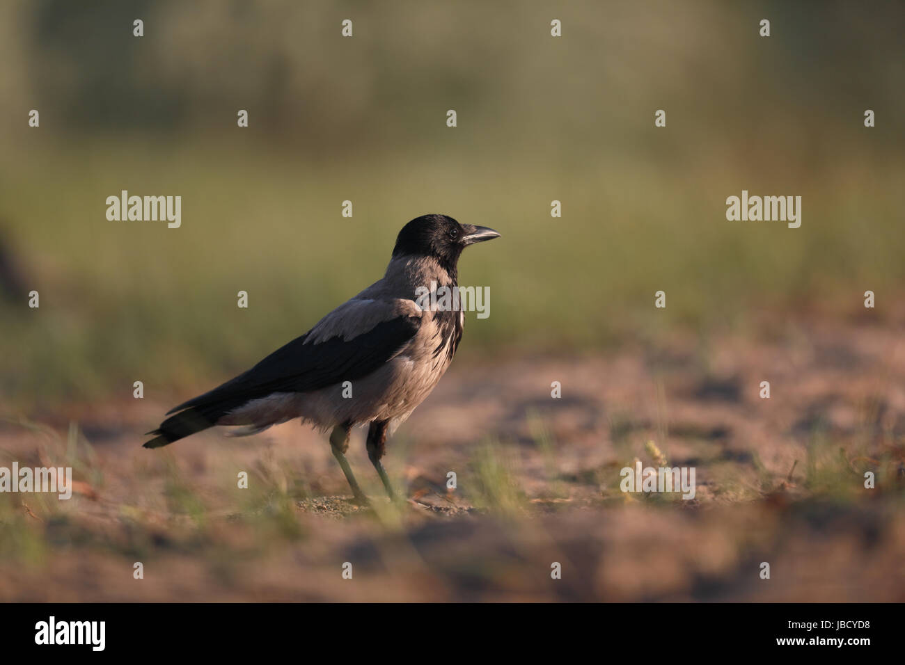 Hooded crow (Corvus coring), Danube river delta, Romania, May 2017 ...