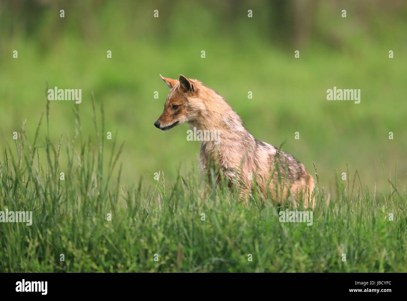Golden Jackal or European Jackal (Canis aureus Stock Photo - Alamy