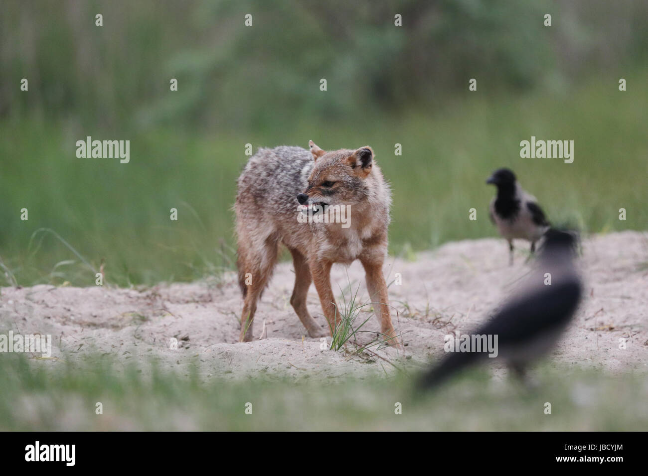 Golden Jackal or European Jackal (Canis aureus) snarling Stock Photo ...