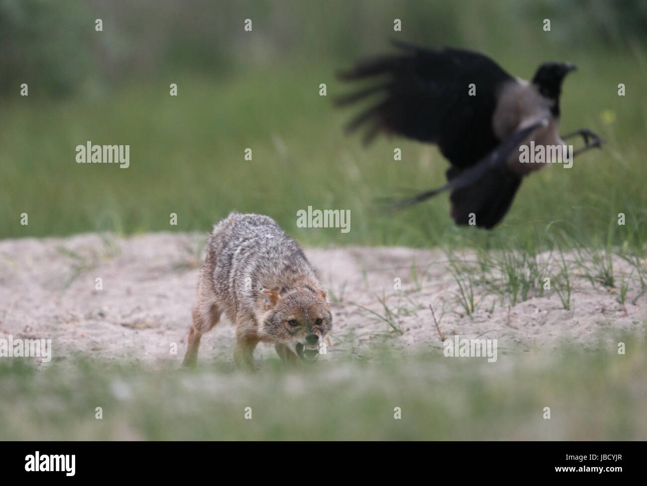 Golden Jackal or European Jackal (Canis aureus) snarling Stock Photo ...