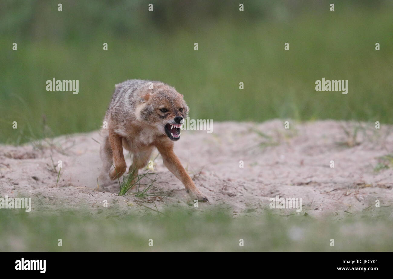 Golden Jackal or European Jackal (Canis aureus) snarling Stock Photo - Alamy