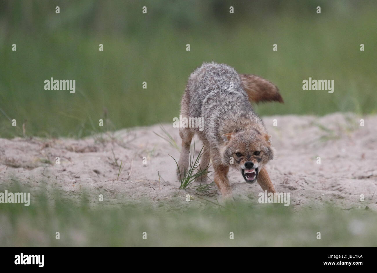 Golden Jackal or European Jackal (Canis aureus) snarling Stock Photo - Alamy