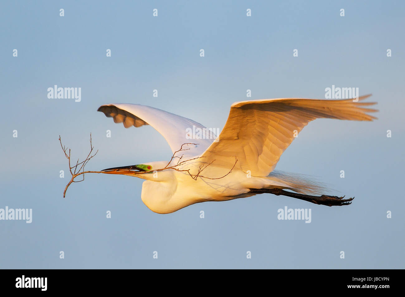 Great Egret (Ardea alba) flying with a stick in its beak Stock Photo ...
