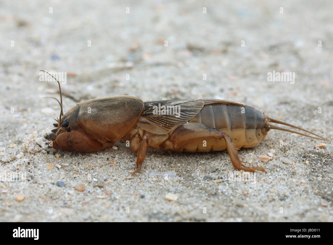 Burrowing insect hi-res stock photography and images - Alamy