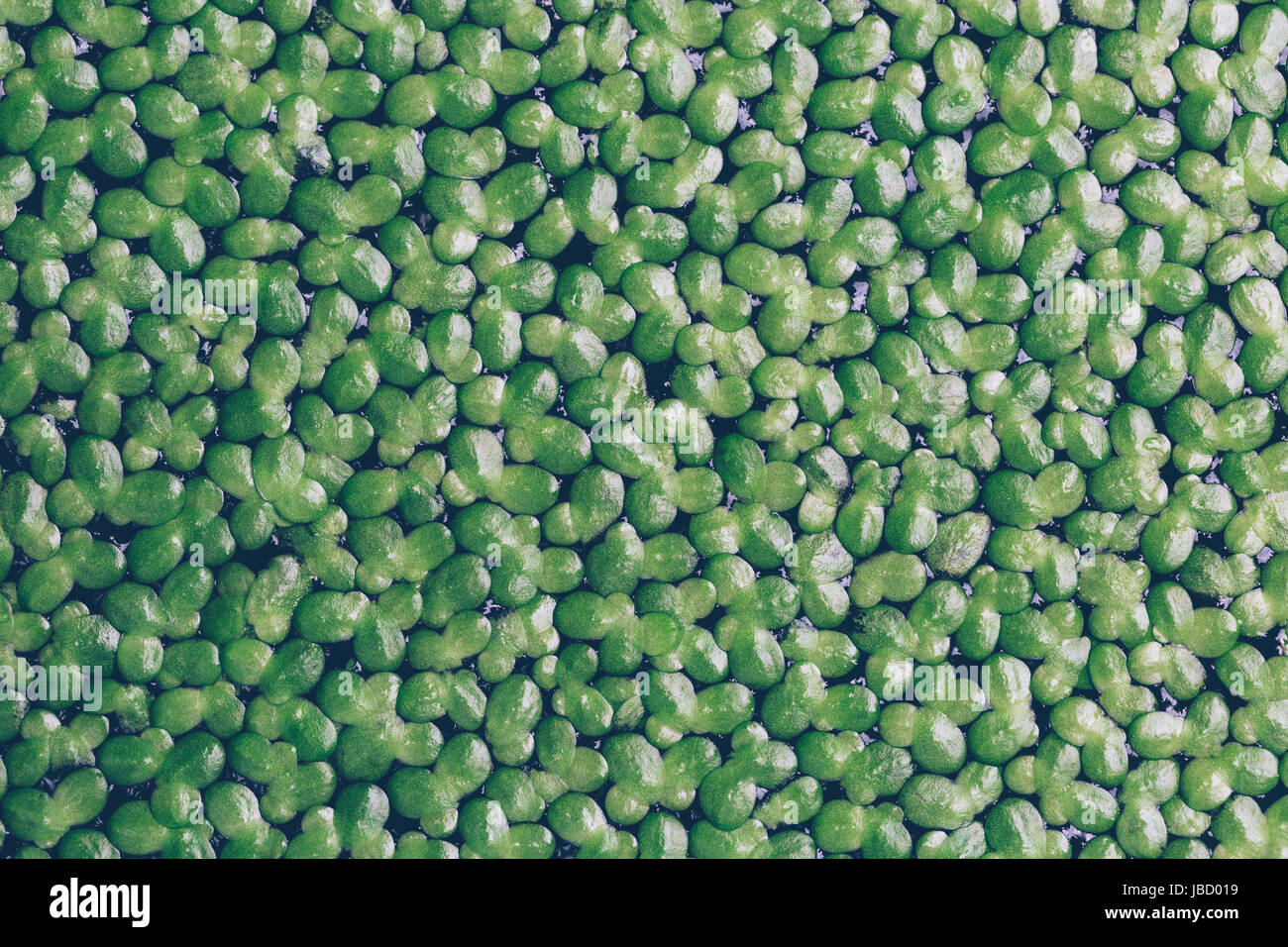 Duckweed close up Stock Photo - Alamy