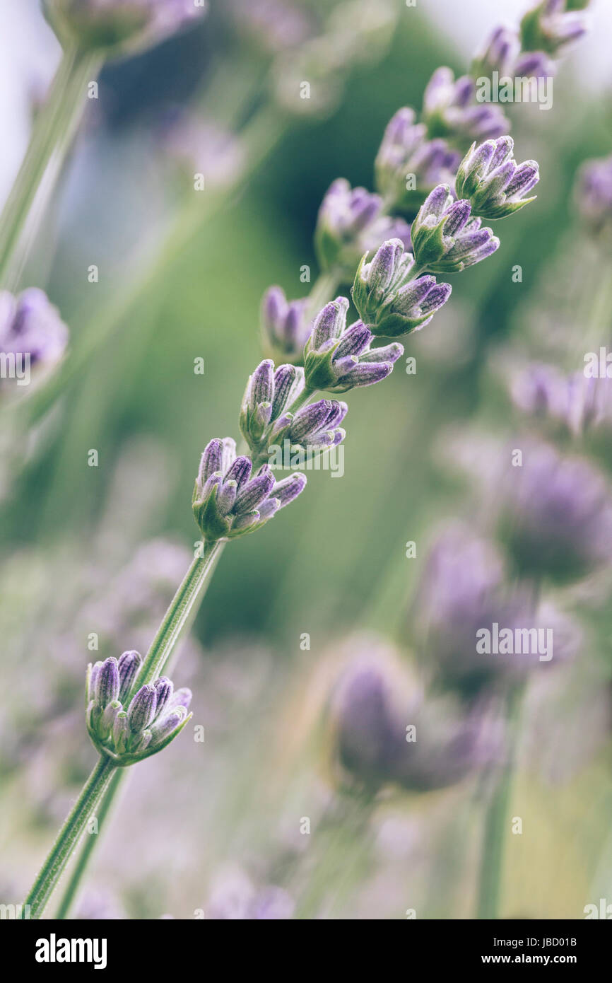 Lavender flowers close up Stock Photo - Alamy