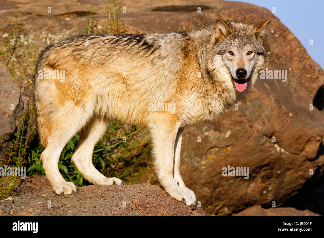 Grey wolf standing on rocks hi-res stock photography and images - Alamy