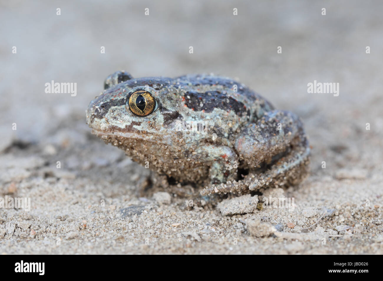 Common spadefoot toad (Pelobates fuscus) photographed at the Danube ...