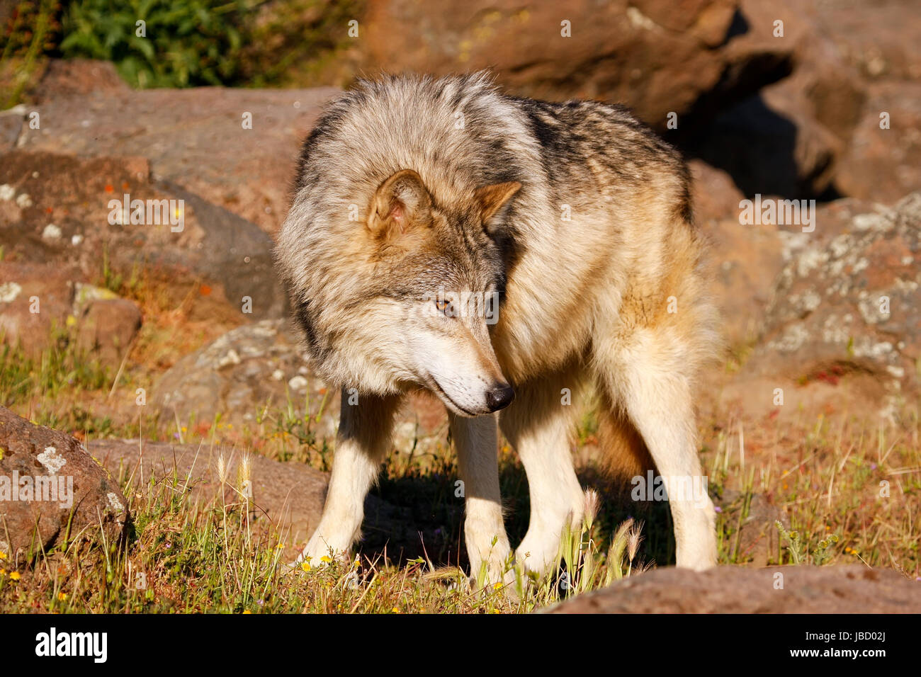 Gray wolf (Canis lupus) standing near rocks Stock Photo - Alamy
