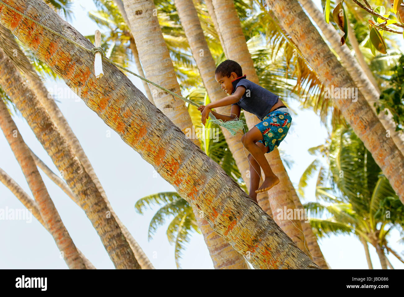 Palm tree swing hi-res stock photography and images - Alamy