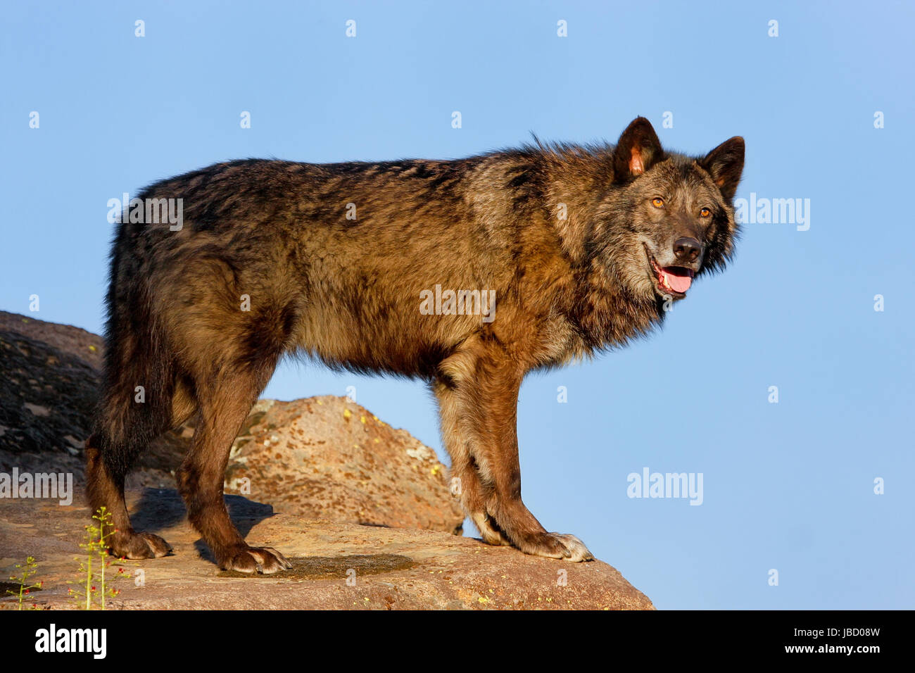 Grey wolf standing on rocks hi-res stock photography and images - Alamy