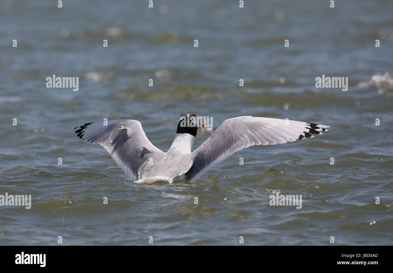 Pallas's Gull (Ichthyaetus ichthyaetus) in breeding plumage Stock Photo ...