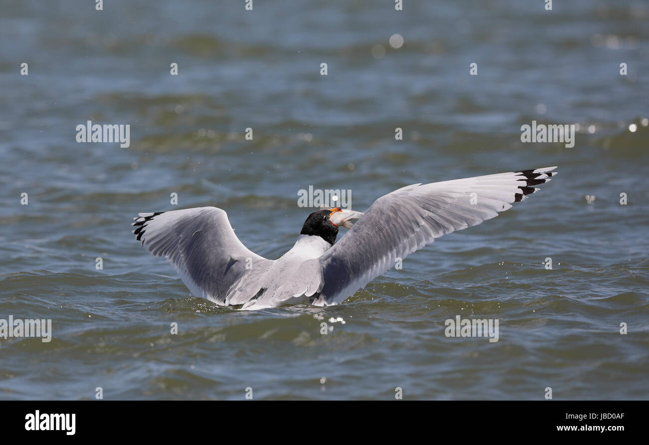 Pallas's Gull (Ichthyaetus ichthyaetus) in breeding plumage Stock Photo - Alamy