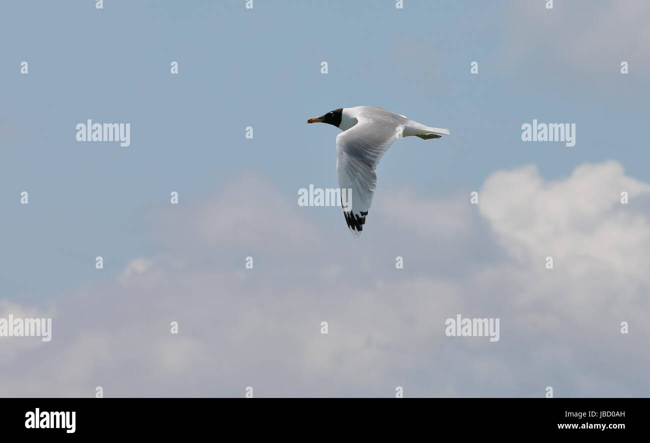 Pallas's Gull (Ichthyaetus ichthyaetus) in breeding plumage Stock Photo ...