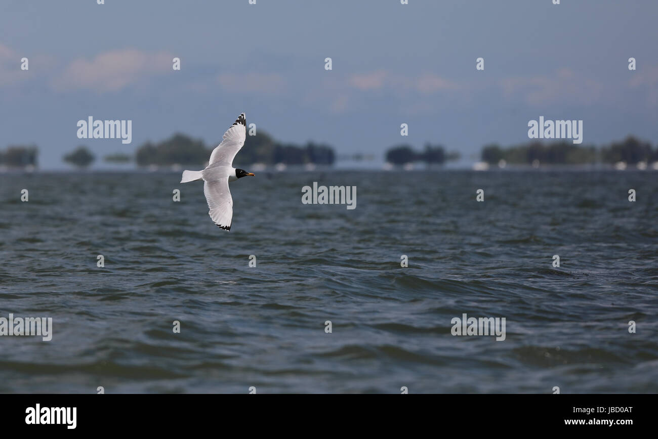 Pallas's Gull (Ichthyaetus ichthyaetus) in breeding plumage Stock Photo ...