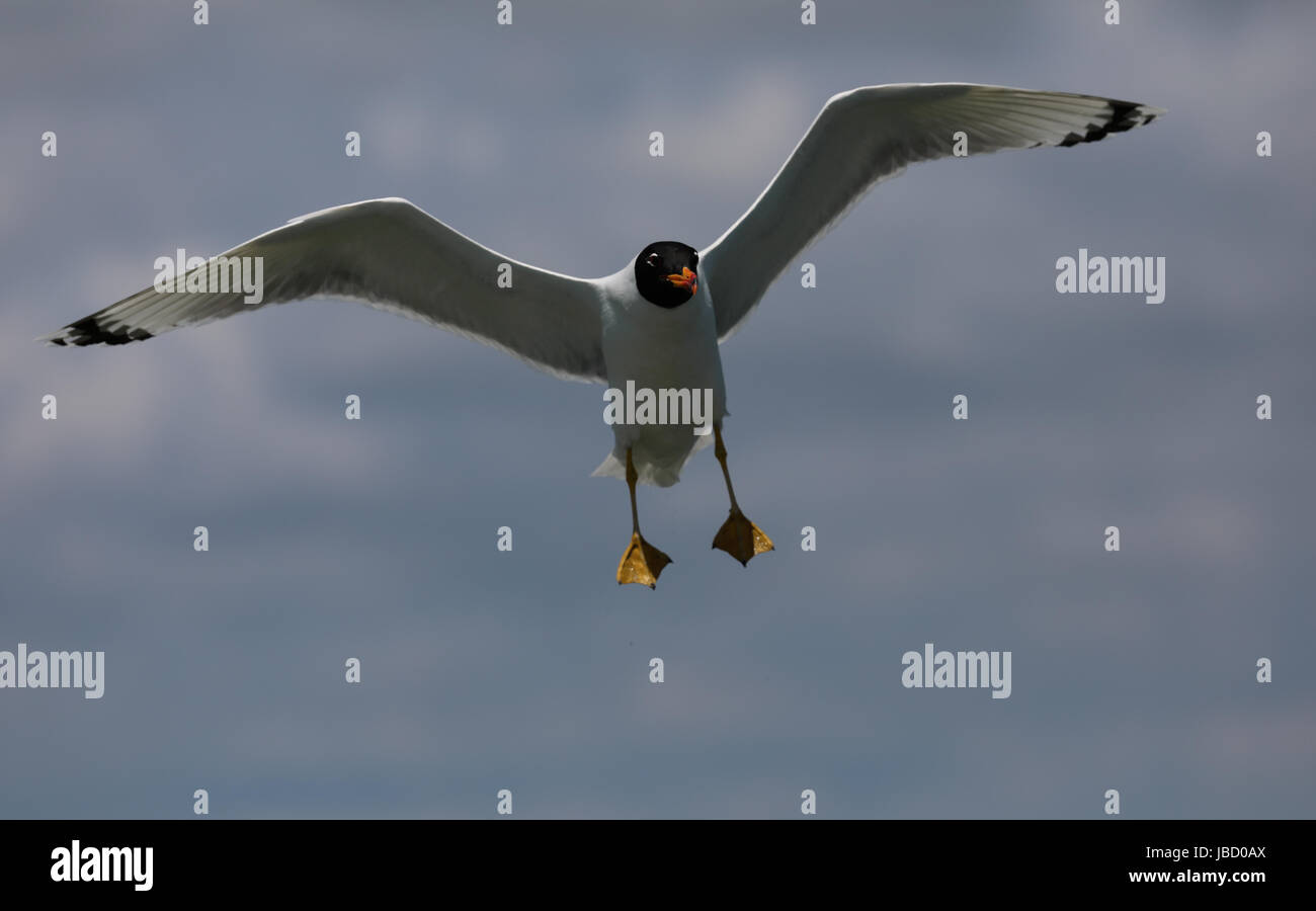 Pallas's Gull (Ichthyaetus ichthyaetus) in breeding plumage Stock Photo - Alamy