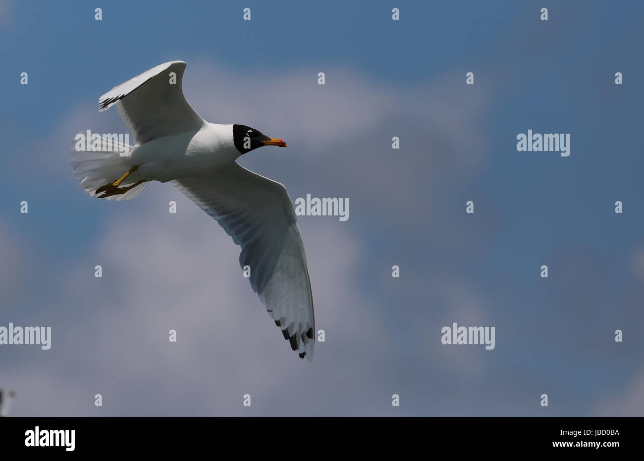 Pallas's Gull (Ichthyaetus ichthyaetus) in breeding plumage Stock Photo ...