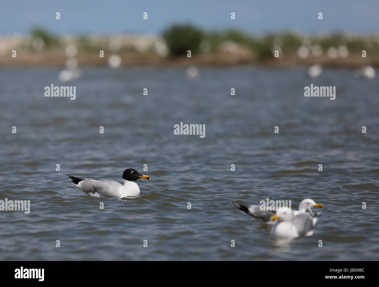 Pallas's Gull (Ichthyaetus ichthyaetus) in breeding plumage Stock Photo ...