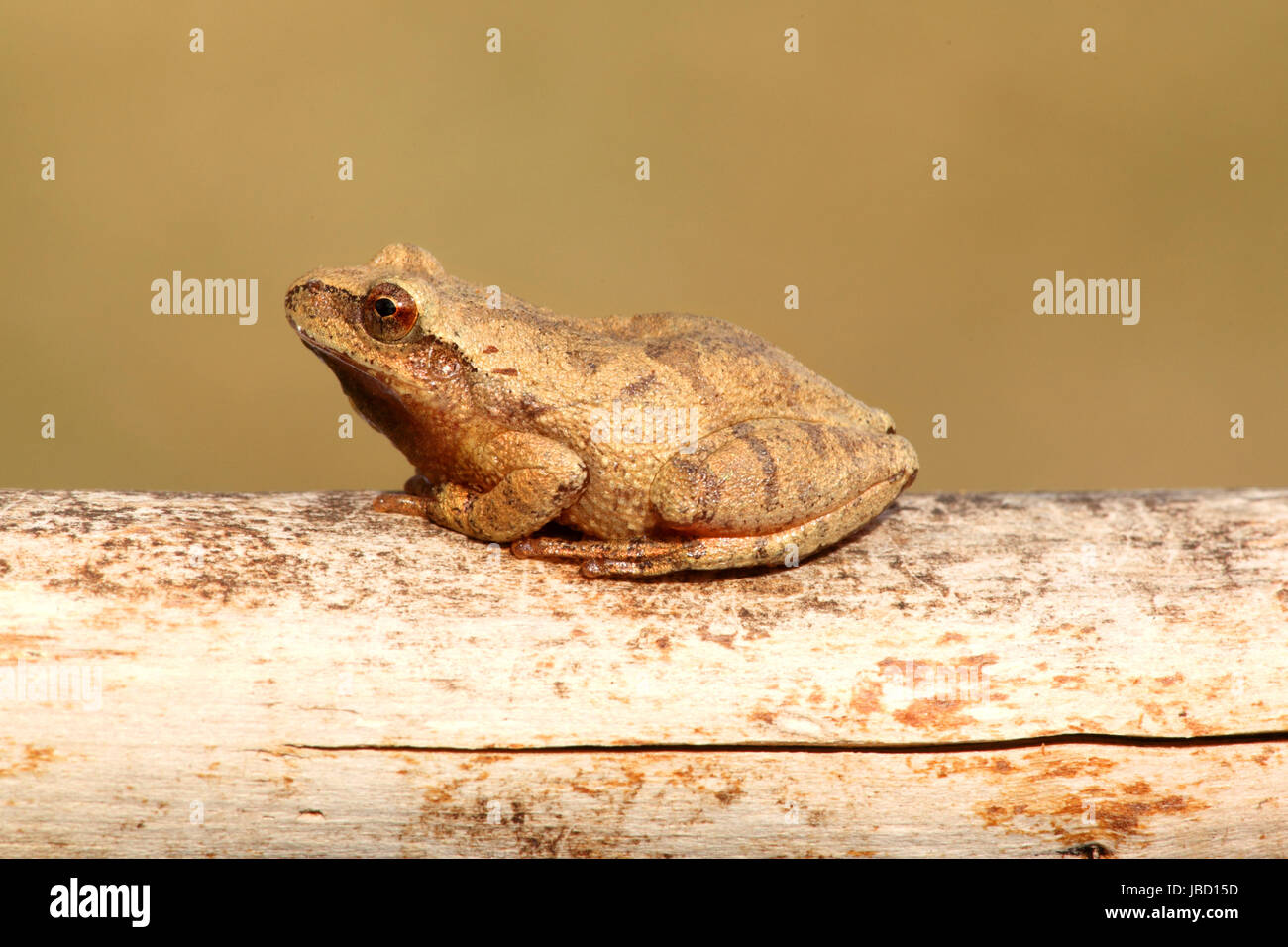 Spring peeper frogs hi-res stock photography and images - Alamy